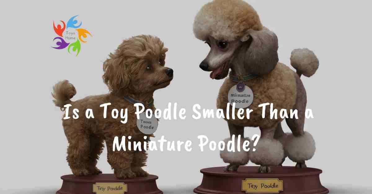 Is a Toy Poodle Smaller Than a Miniature Poodle? Comprehensive Guide