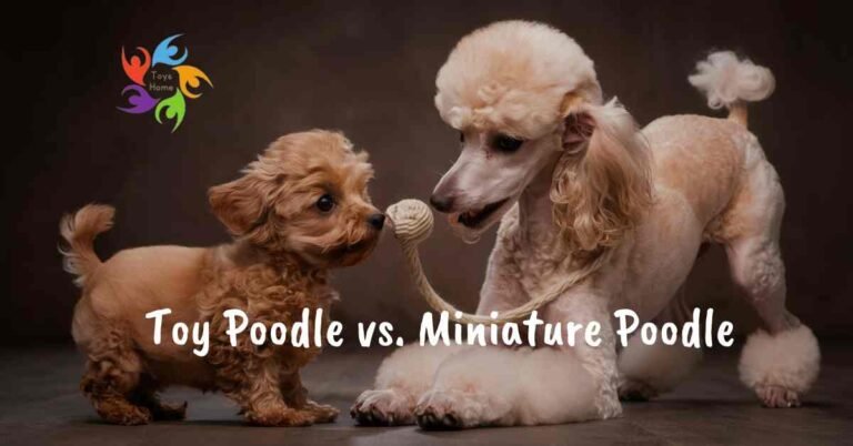 Is a Toy Poodle Smaller Than a Miniature Poodle? Comprehensive Guide